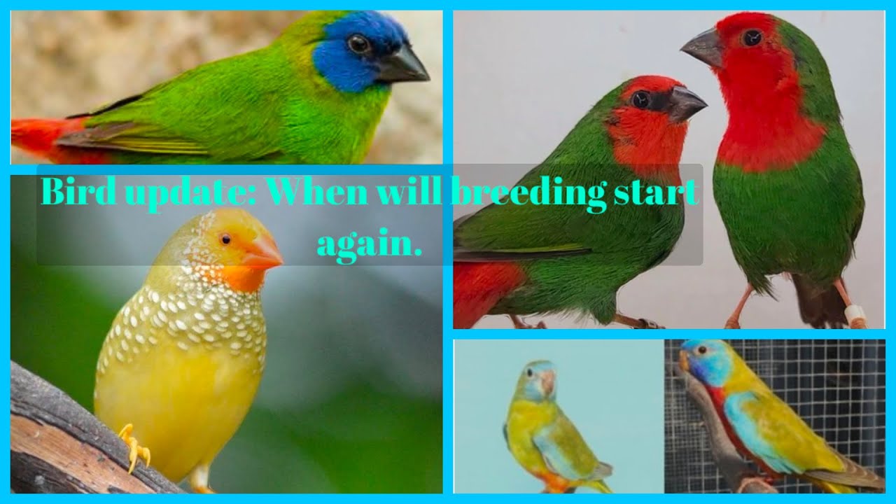 Scarlet Breasted Parakeets Red faced Parrot finches updates and more ...