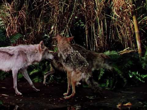 Ormanin Kitabi Jungle Book 1942 BluRay 1080p TR