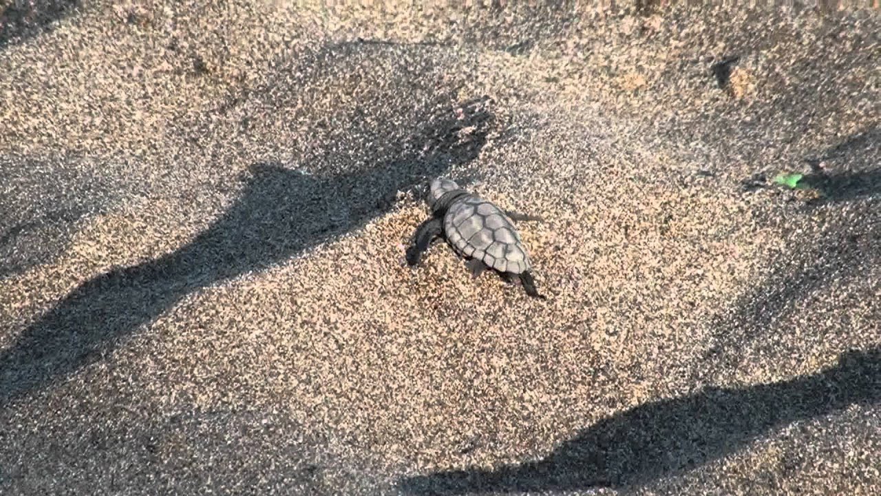Caretta - caretta komos Creta 2011 baby turtles - YouTube