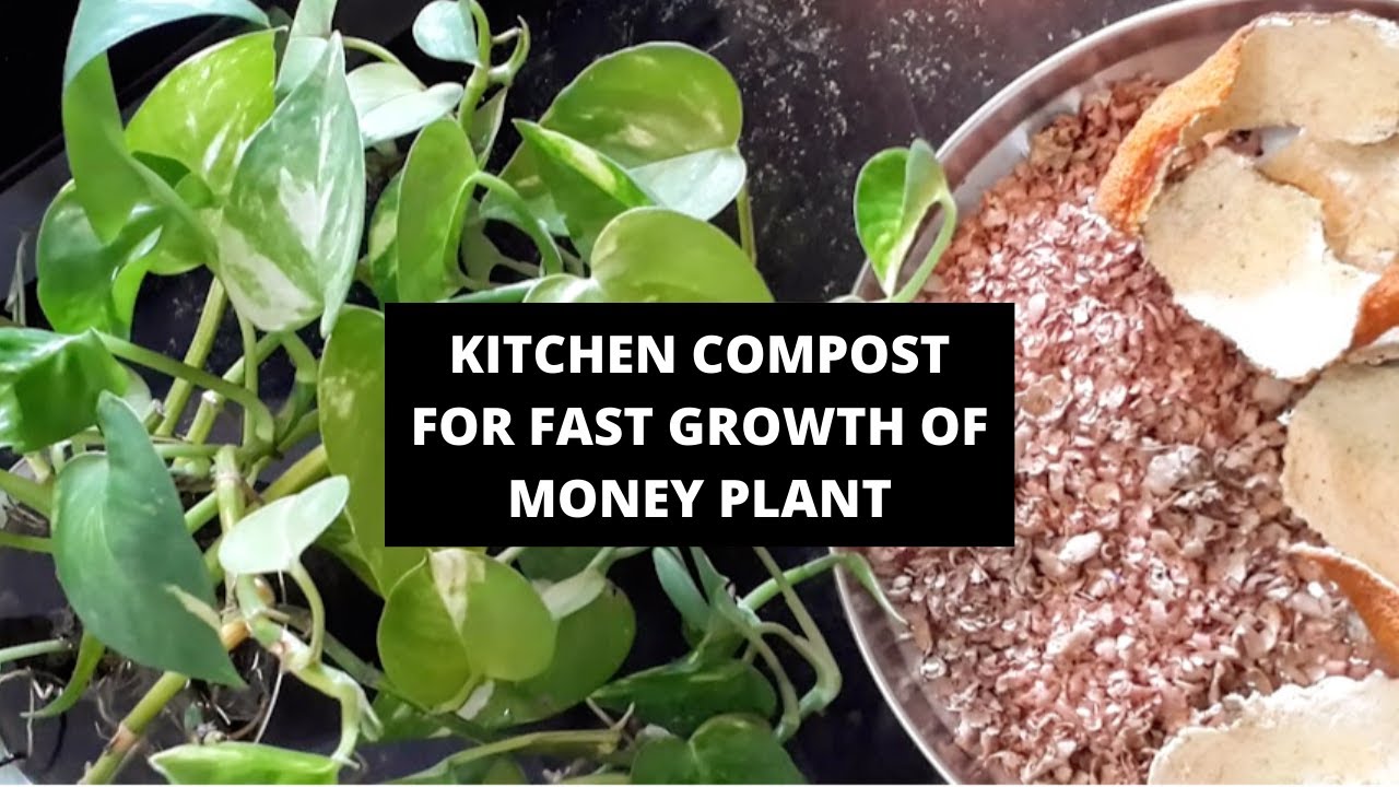 Kitchen wet waste as compost for Money Plant II किचन कम्पोस्ट से मनी ...