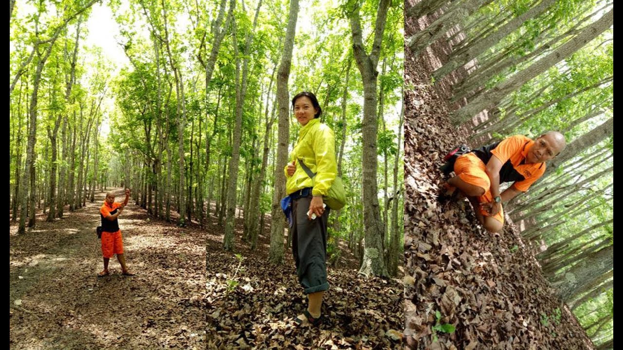 Sensasi Hutan Mahoni Pada Musim Semi di Pulau Timor, Kabupaten TTS ...