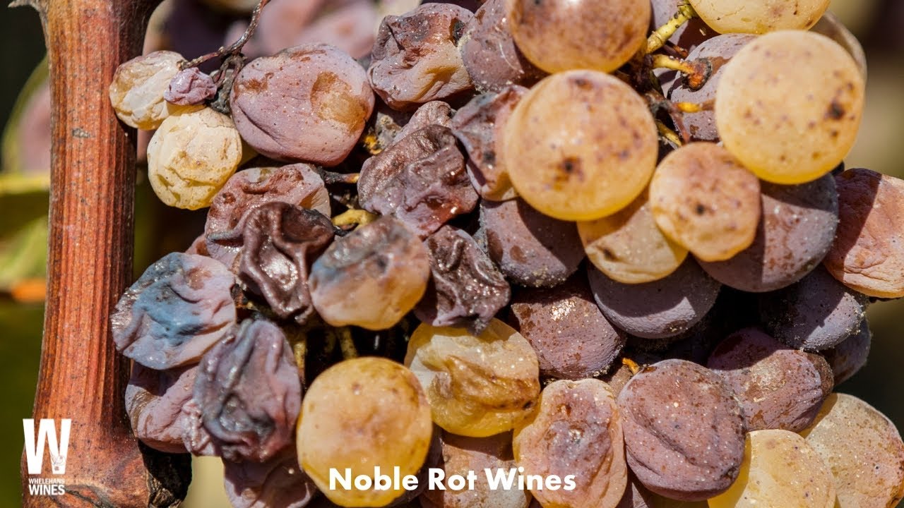 Noble Rot - Whelehans Wines Dublin - YouTube