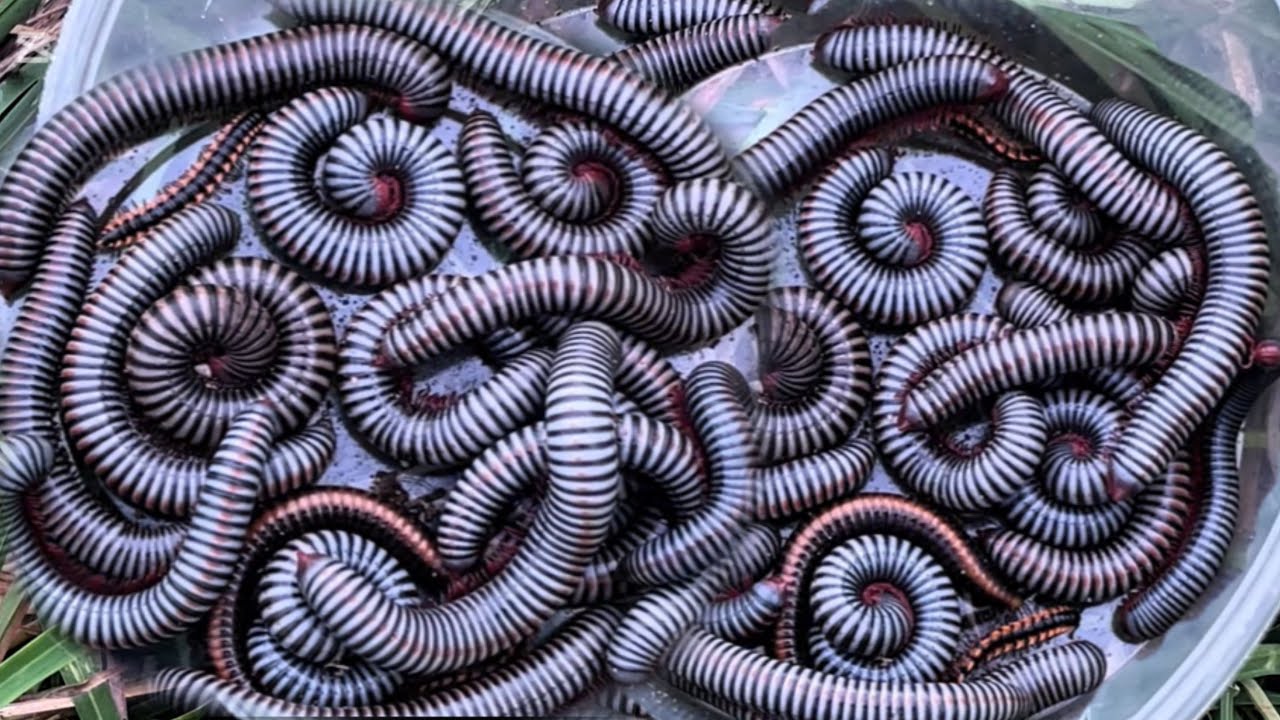 Wow!! millipedes Red and millipedes Blue Animal search The rarest on ...