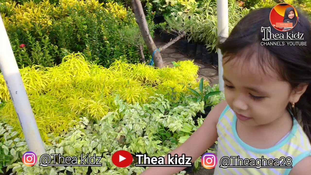Thea kidz Beli Pohon Bunga di Toko Tanaman Hias | belajar mencocok ...