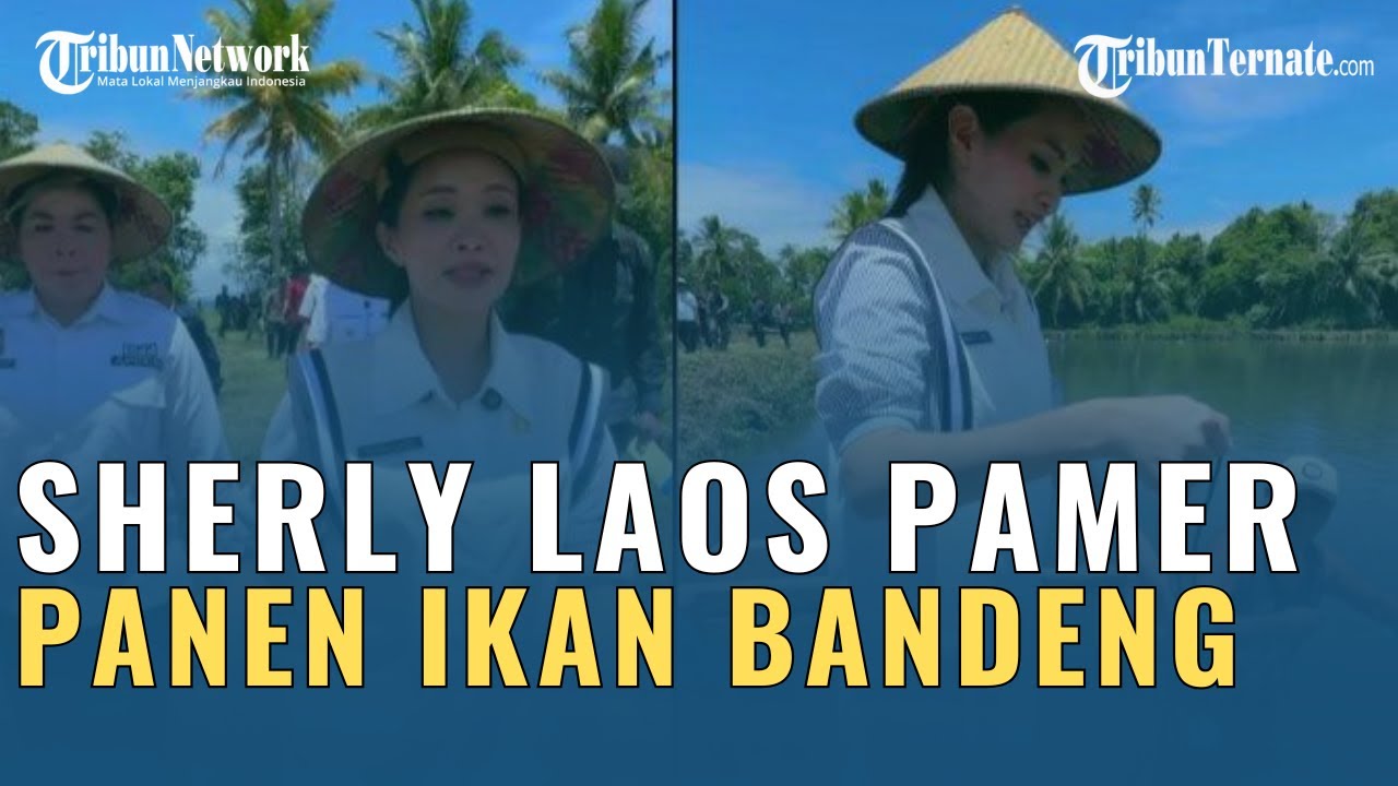 SHERLY LAOS PAMER PANEN IKAN BANDENG DI HALBAR: HARGANYA MAHAL, DIPANEN ...