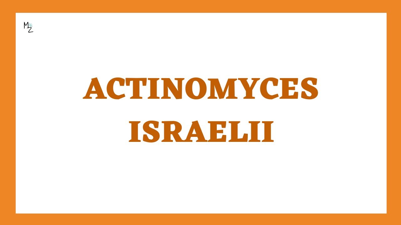 What is the Actinomyces israelii bacillus? Actinomycosis and ...