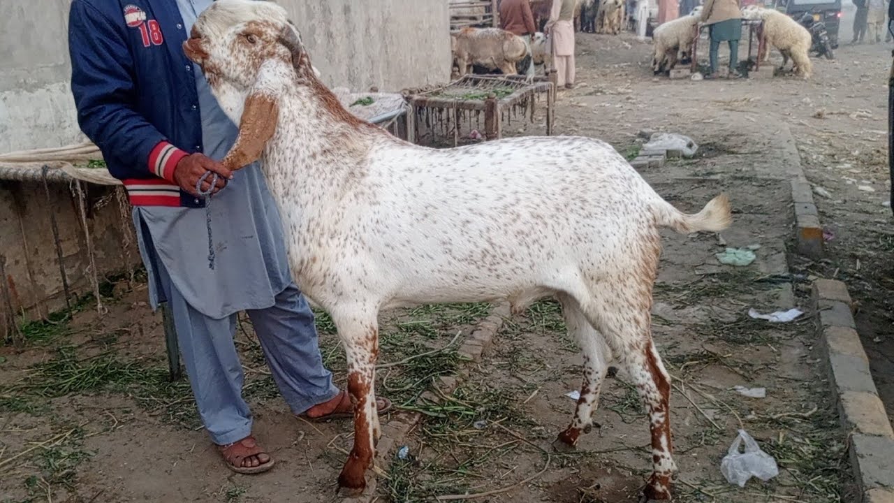 Shahpur Kanjra Mandi | Makhi Cheena Breeder Bakra | Turkey Dumbay ...