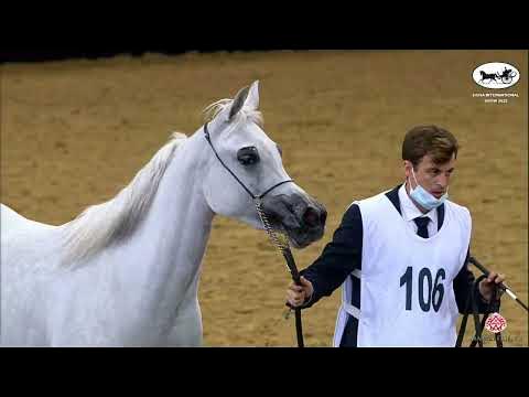 N106 MALATH AL FARRES - Doha International Arabian Horse Show 2022 ...