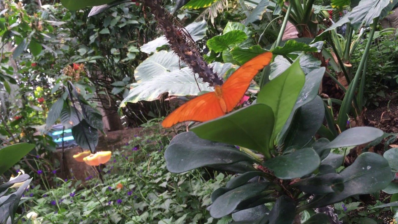 The sound of a butterfly flapping its wings - YouTube