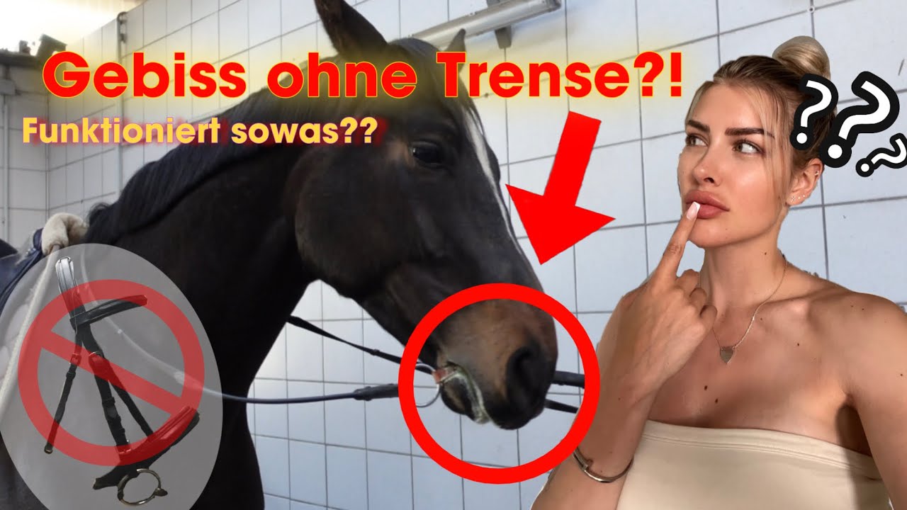 Ich reite meine Pferde nur mit Gebiss? Funktioniert sowas ...