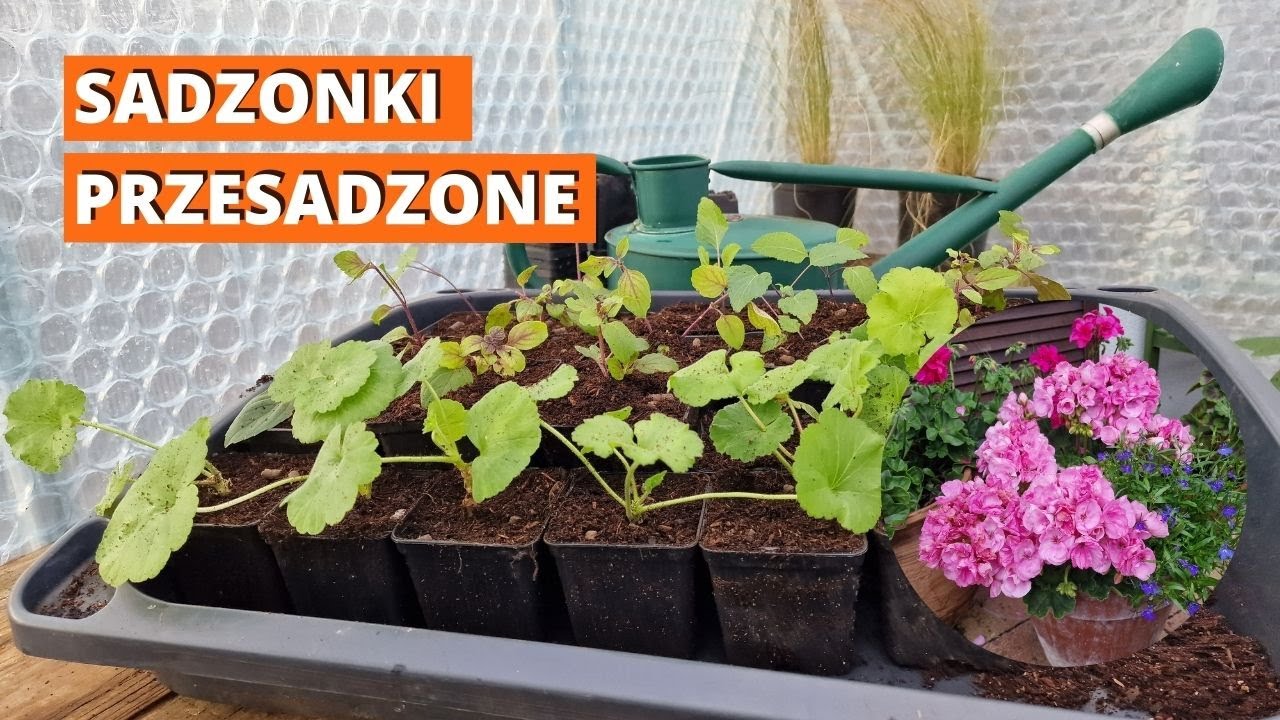 Przesadzam sadzonki pelargonii, bazylii krzewiastej i szałwii Amistatd ...