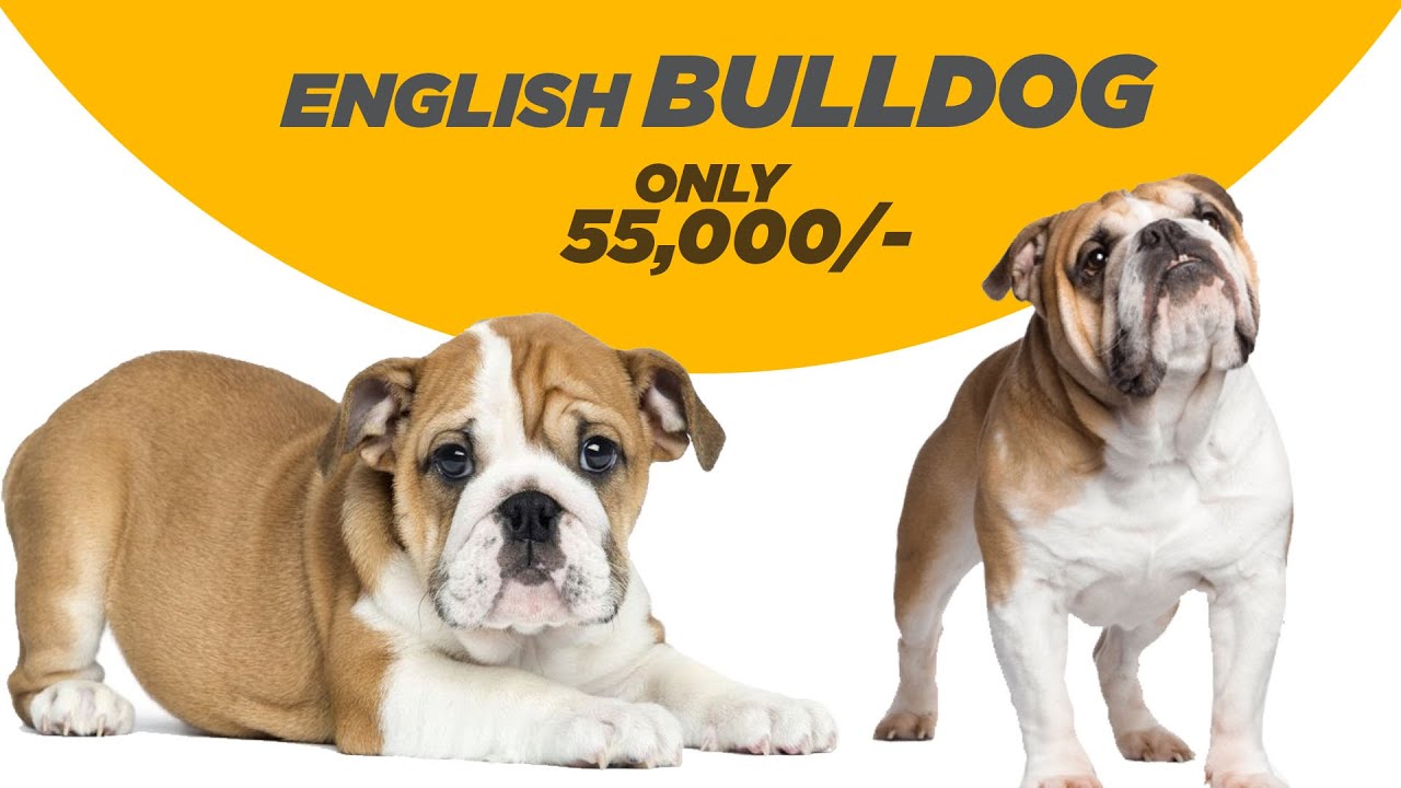 English bulldog / British bulldog PUPPIES FOR SALE IN INDIA | Pet shop ...