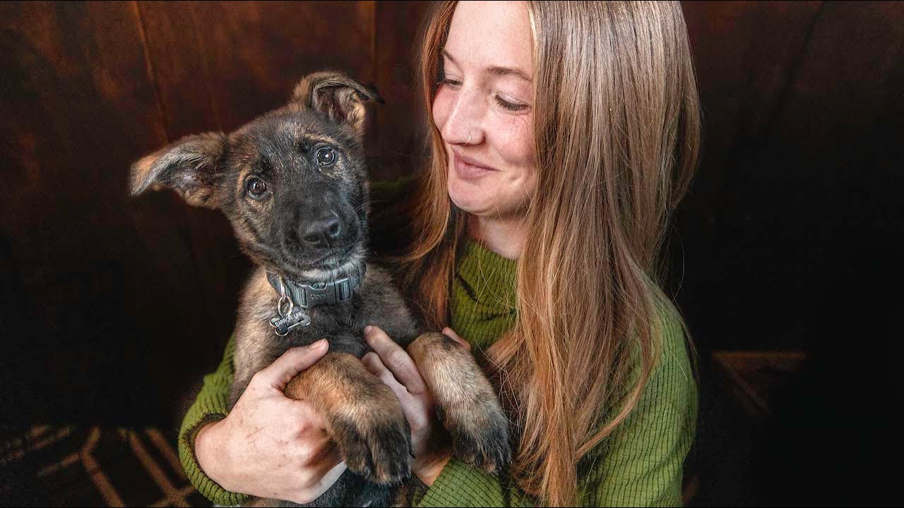 SURPRISE!! Meet our German Shepherd Puppy 🥲 - YouTube