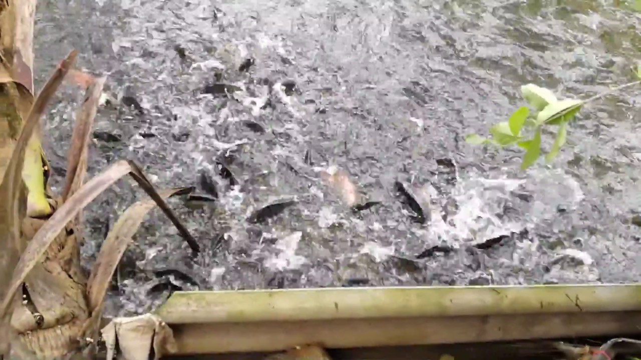 intensive fish farming - fish feeding - YouTube