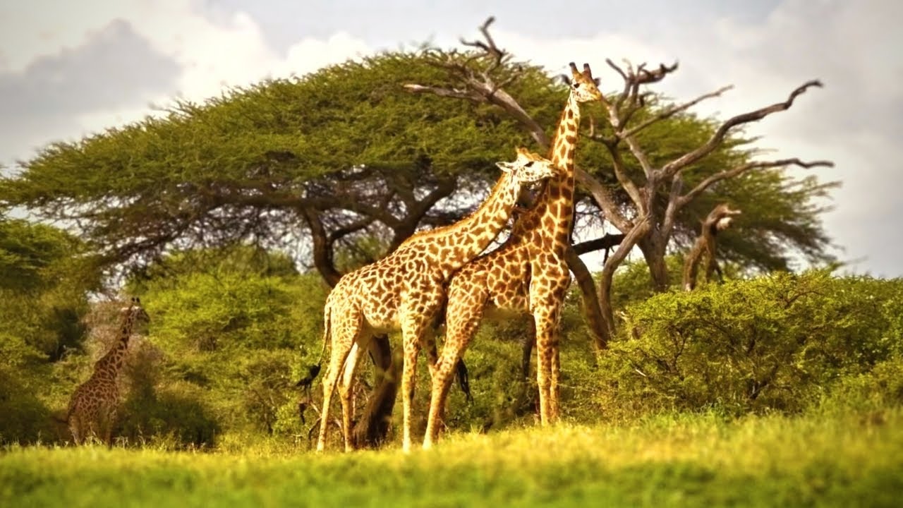 Three Giraffes at ol Donyo with a bit of Necking - YouTube