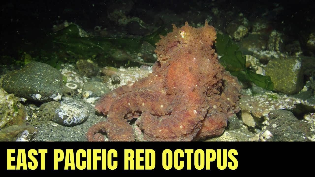 East Pacific Red Octopus 42 | Salish Sea Marine Wildlife - YouTube