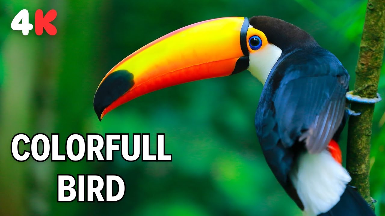 Colorful Birds in 4K Ultra HD | Relaxing Nature Sounds - YouTube