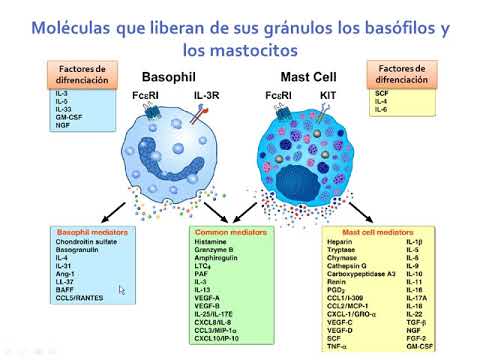 Mastocitos y Basófilos: Características y funciones - YouTube