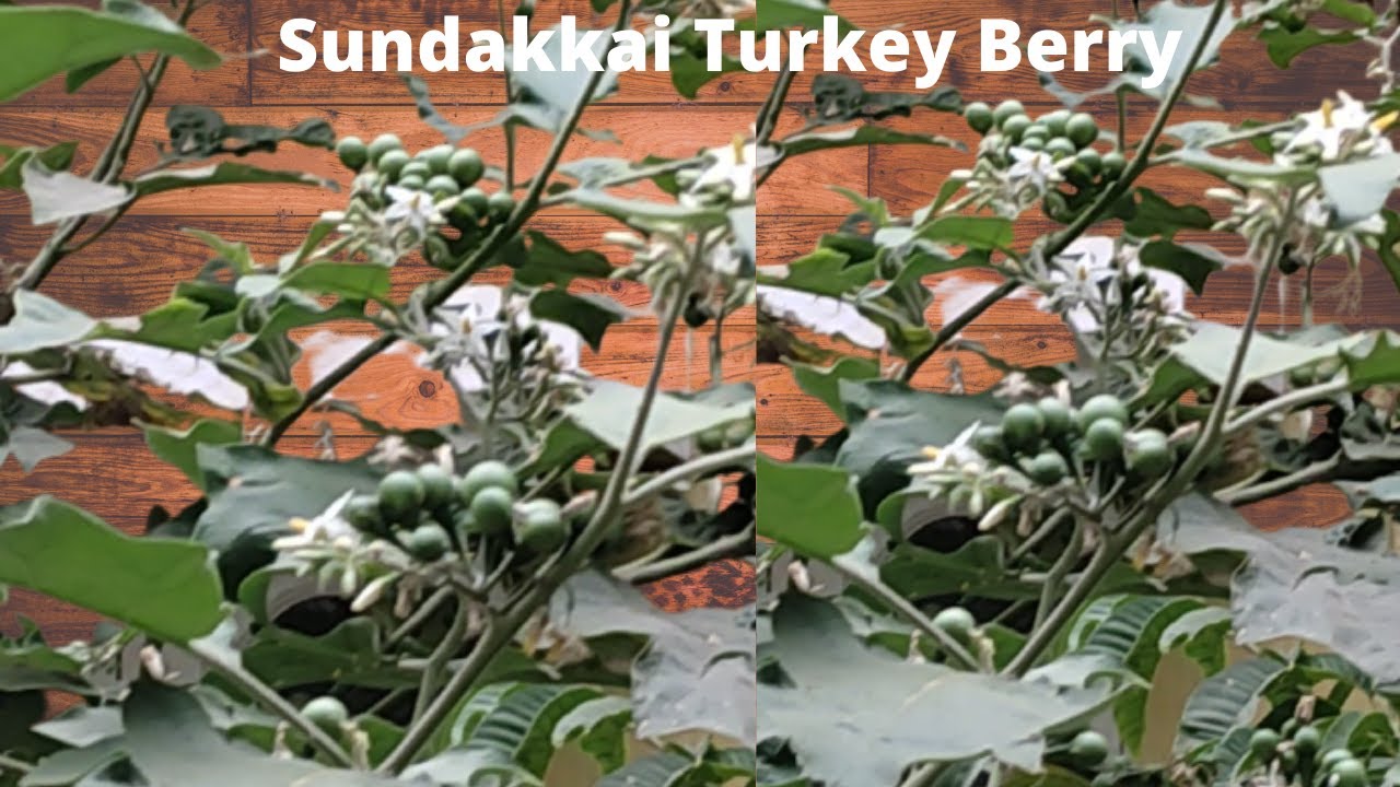 Sundakkai plant (Turkey Berry in our garden ) benefits and medicinal ...