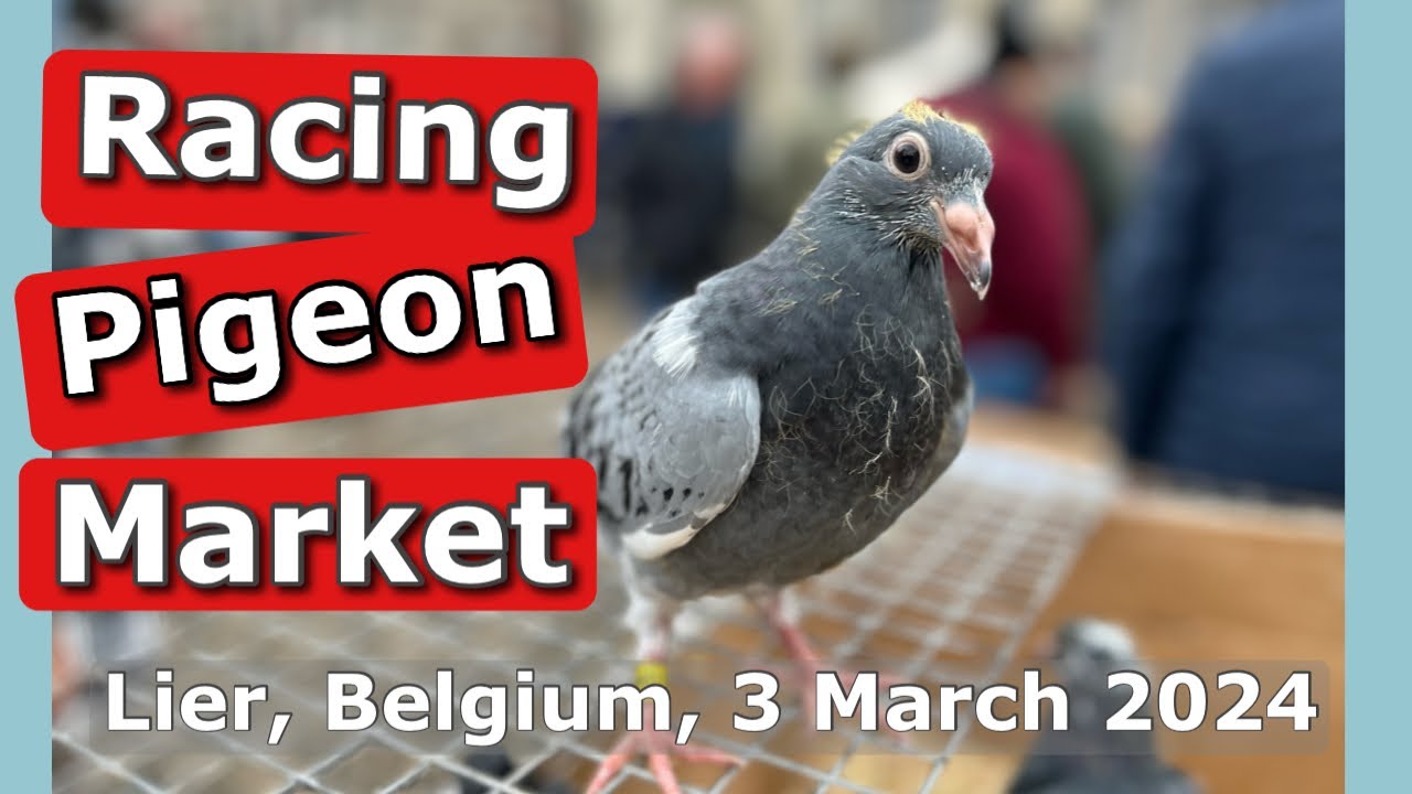 Racing Pigeon Market Lier, Belgium (3 March 2024) - YouTube