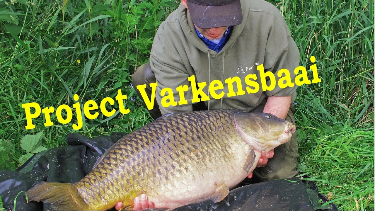 Project Varkensbaai - karper vissen op grootwater - live runs - YouTube
