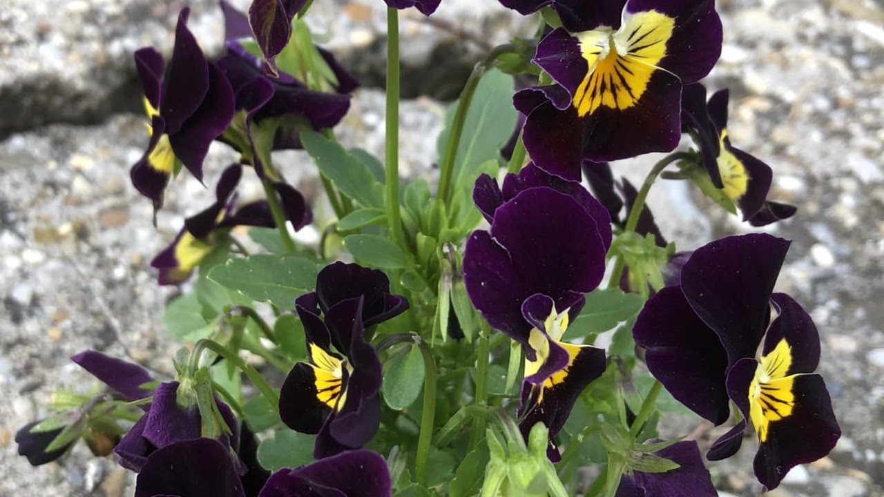 Esti ima 2024.06.06. Fördős Kata - YouTube