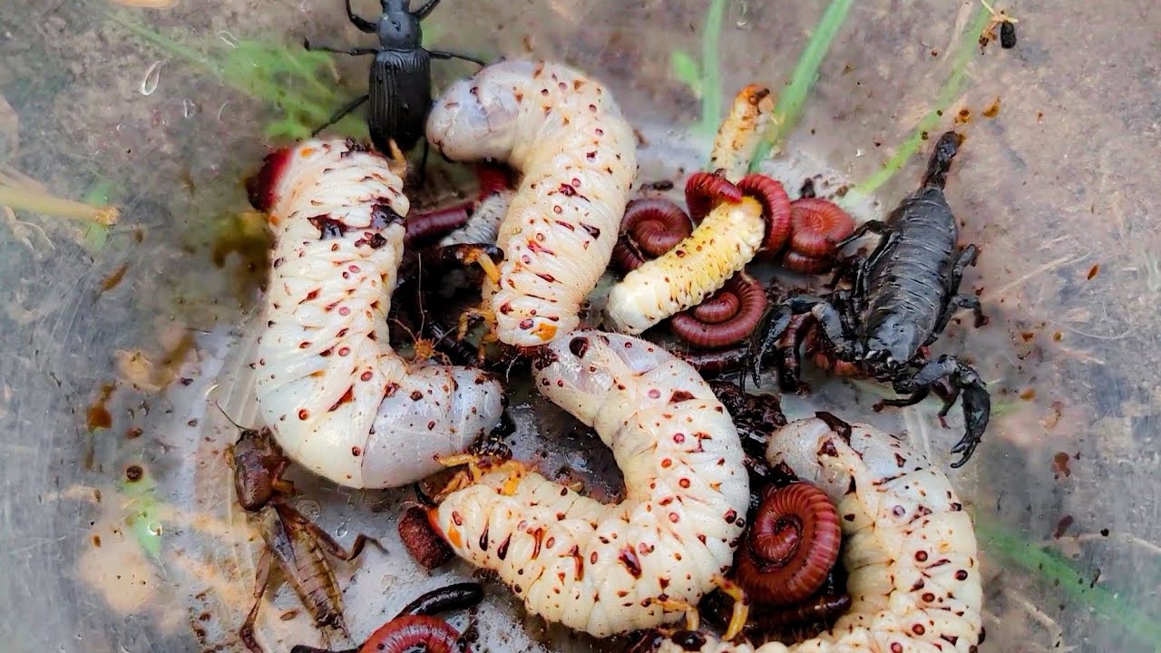 Looking Insect Meet Beetle Worm In the Coconut Tree In The Village Near ...