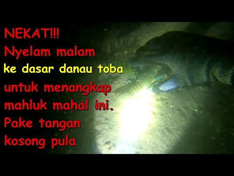 Nyelam malam hari ke dasar danau toba menangkap mahluk bercapit ini dengan tangan kosong, catch&cook