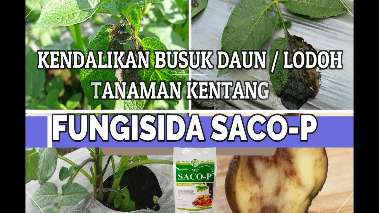 KENDALIKAN BUSUK DAUN KENTANG DENGAN FUNGISIDA SACO-P - YouTube