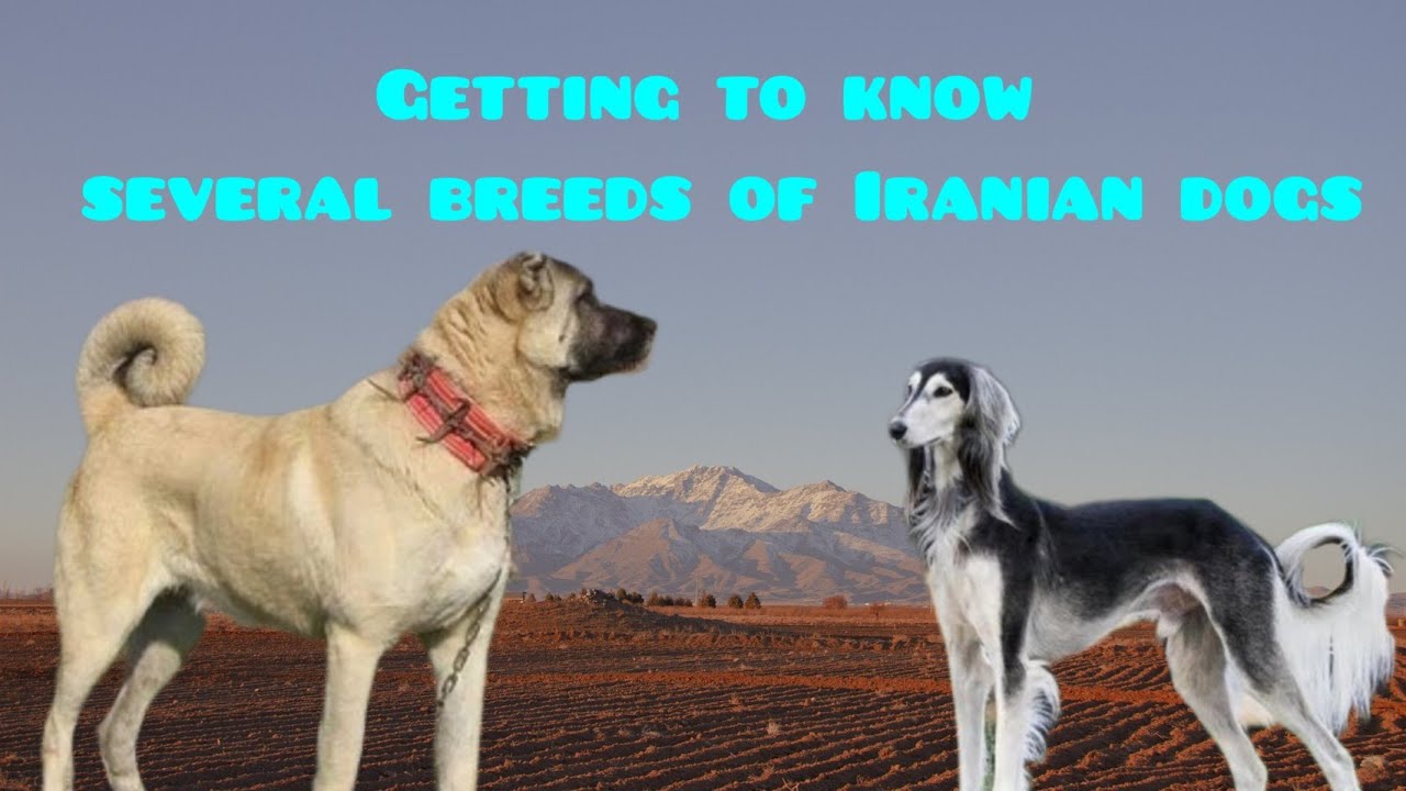 "Discovering the Unique and Fascinating Iranian Dog Breeds" - YouTube