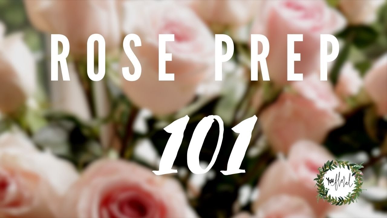 Rose 101 - Prepping your roses - YouTube