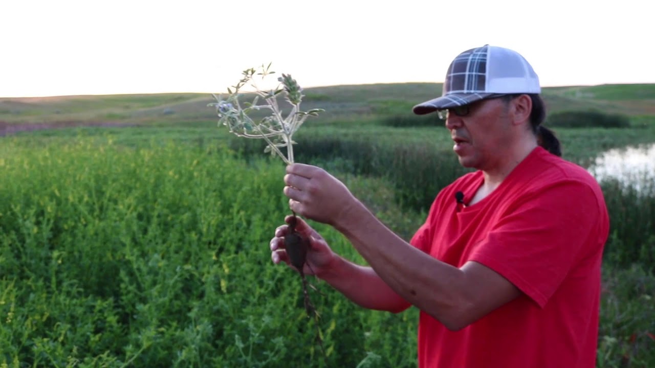 Gathering Prairie Turnips with Roger White - YouTube
