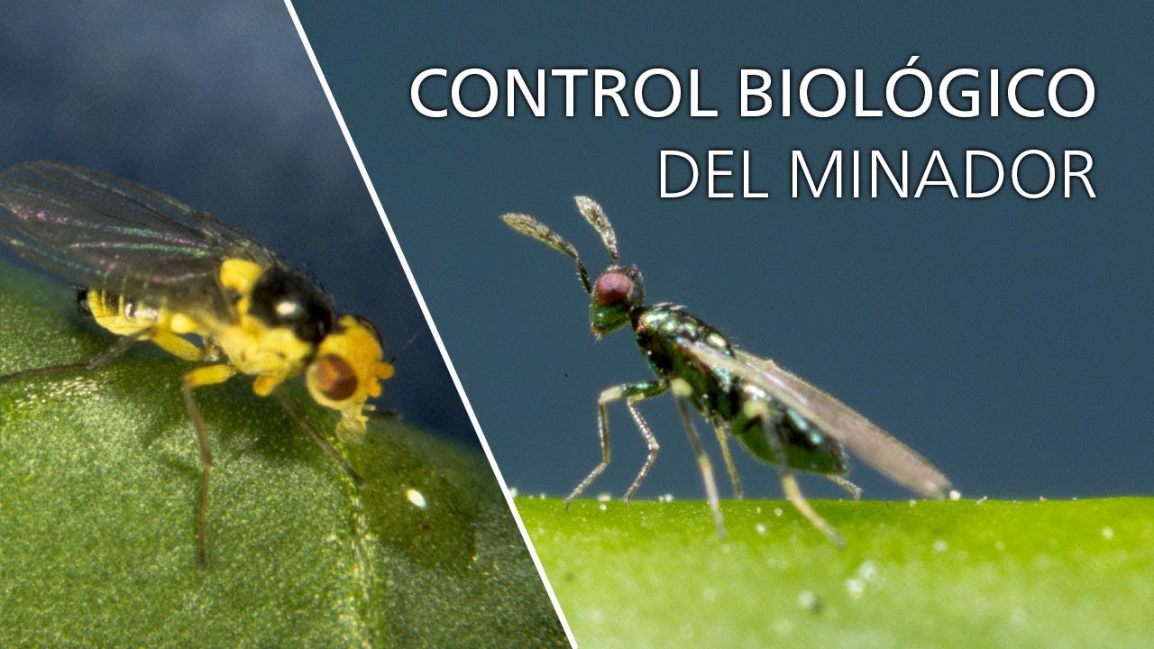Control biológico del minador - Diglyphus isaea - YouTube