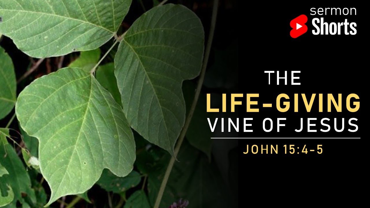 The Life-Giving Vine of Jesus (Johhn 15:4-5): YouTube Sermon Shorts ...