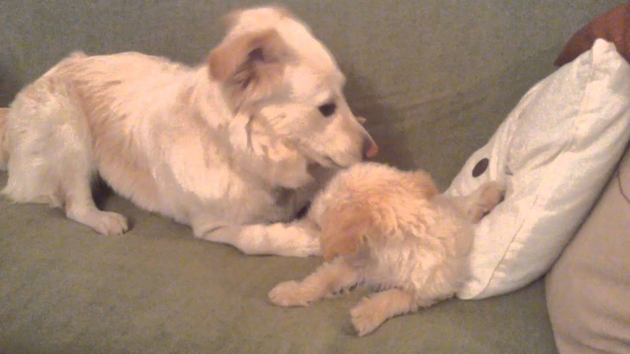 Dog puppy play too cute - YouTube
