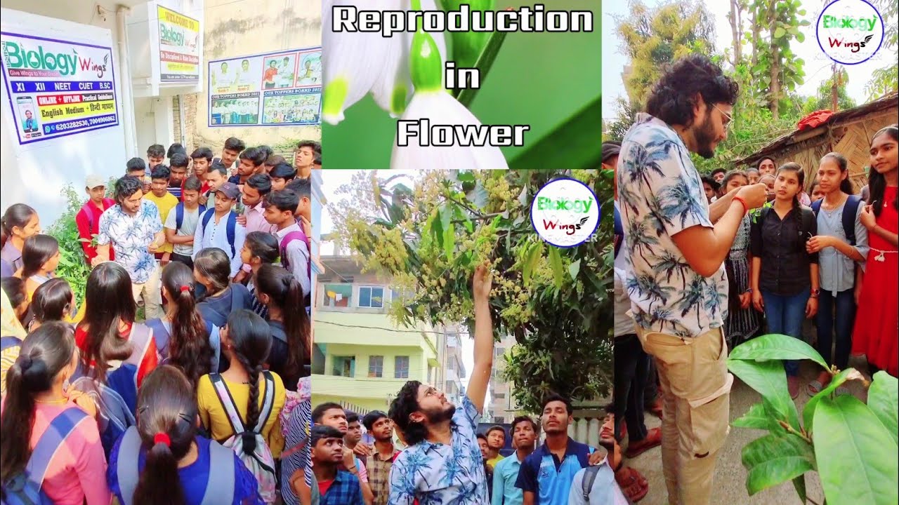 BIOLOGY Wings Practical Discussion / Sexual Reproduction in Flowering ...