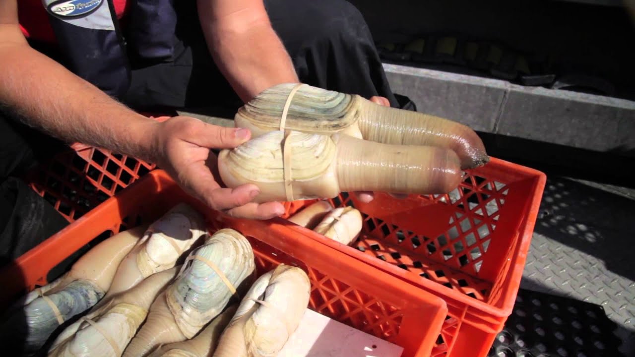 What's a Geoduck - YouTube