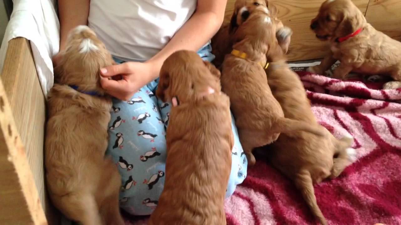 Welsh Springer Doodles - YouTube