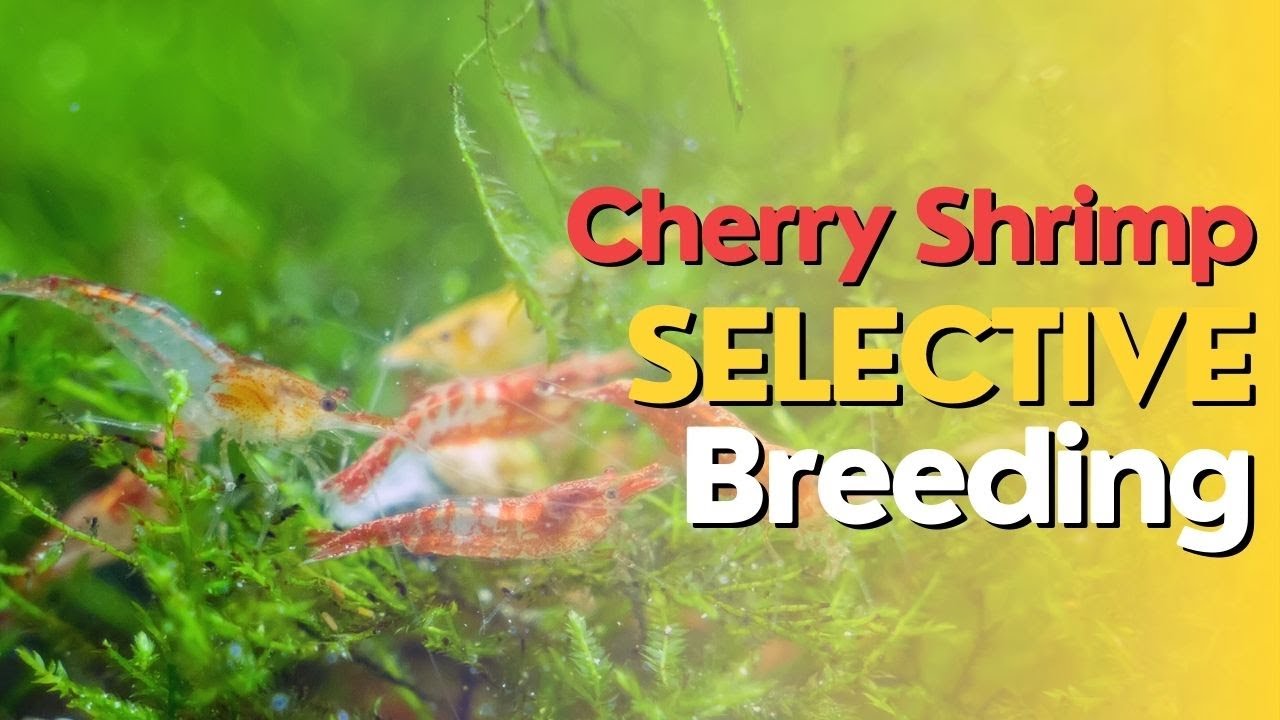 Cherry Shrimp Selective Breeding Guide For Beginners - YouTube