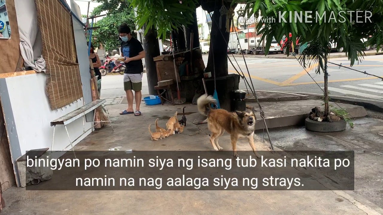 Stray cats and dogs feeding program - YouTube