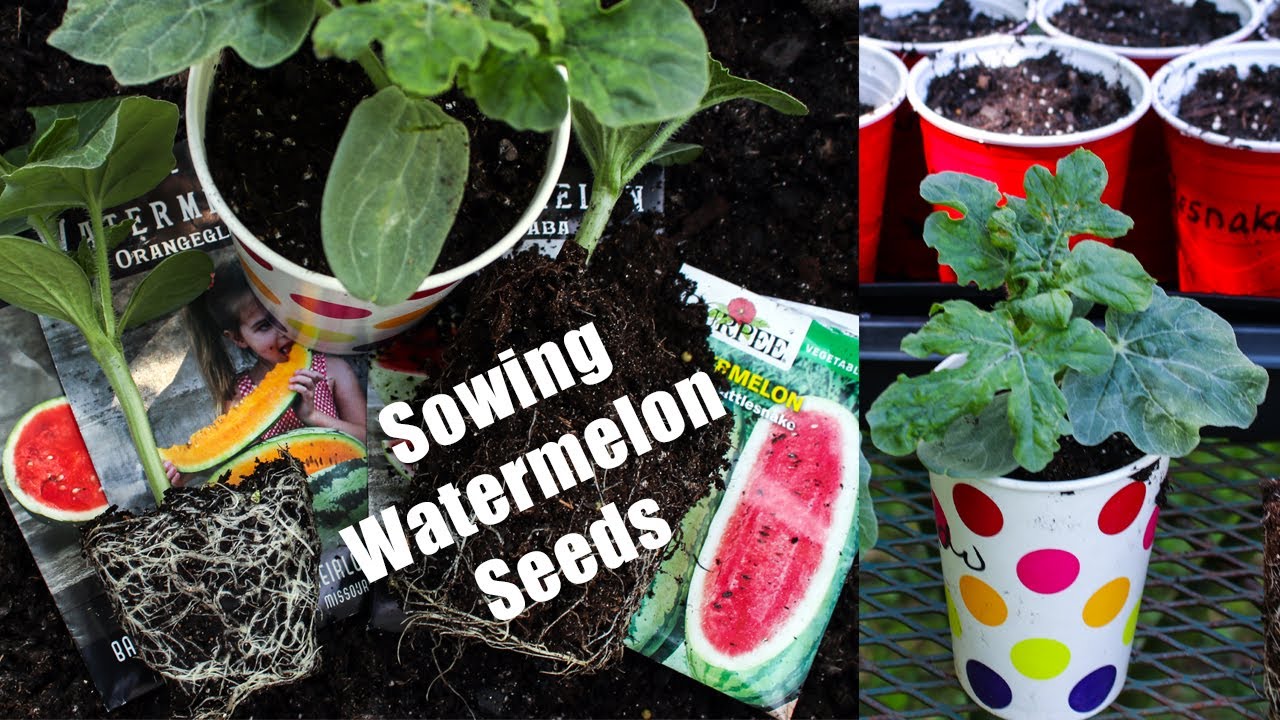 Sowing Watermelon Seeds Early-No Grow Lights Needed-Examples of Healthy ...