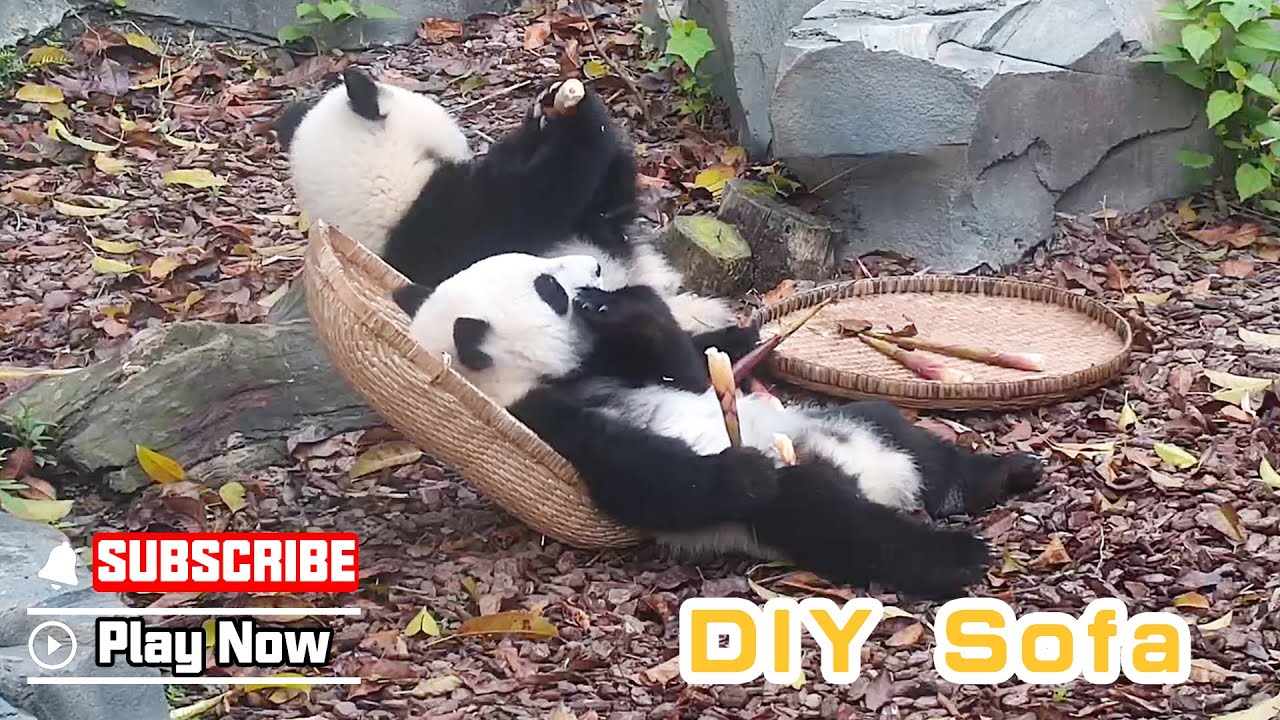 The Panda Knows How To Enjoy Life! | iPanda - YouTube
