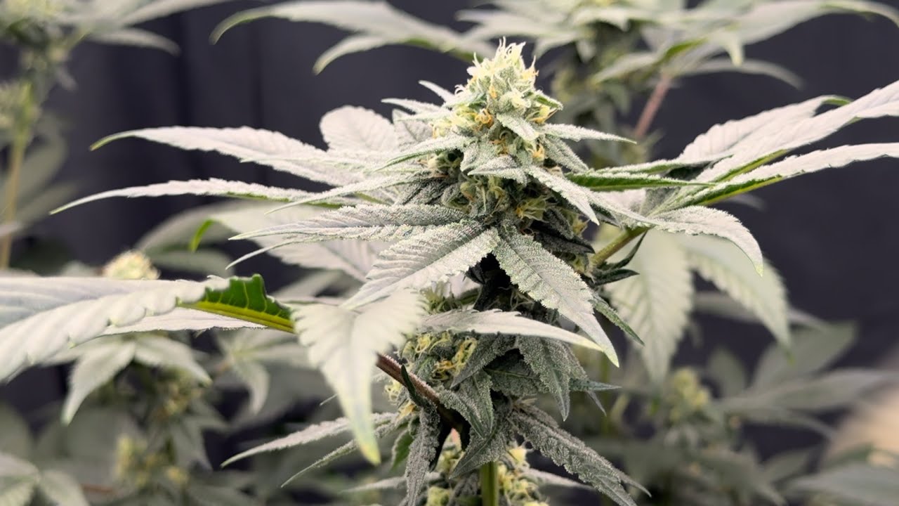 Week 5 Flower - Permanent Markers, Ice Cream Cake, Venom Runtz ...