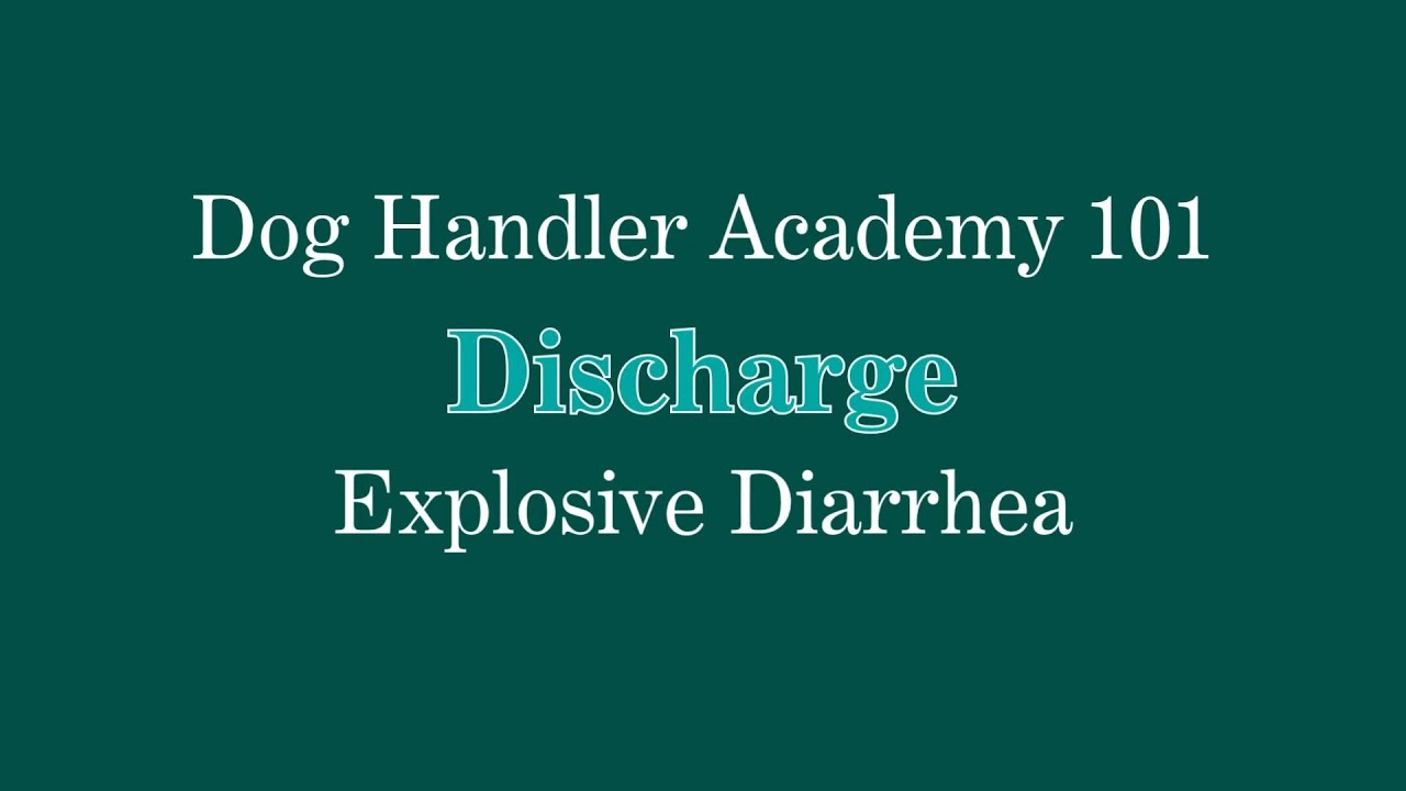 Dealing with Explosive Diarrhea | Dog Handler Academy - YouTube