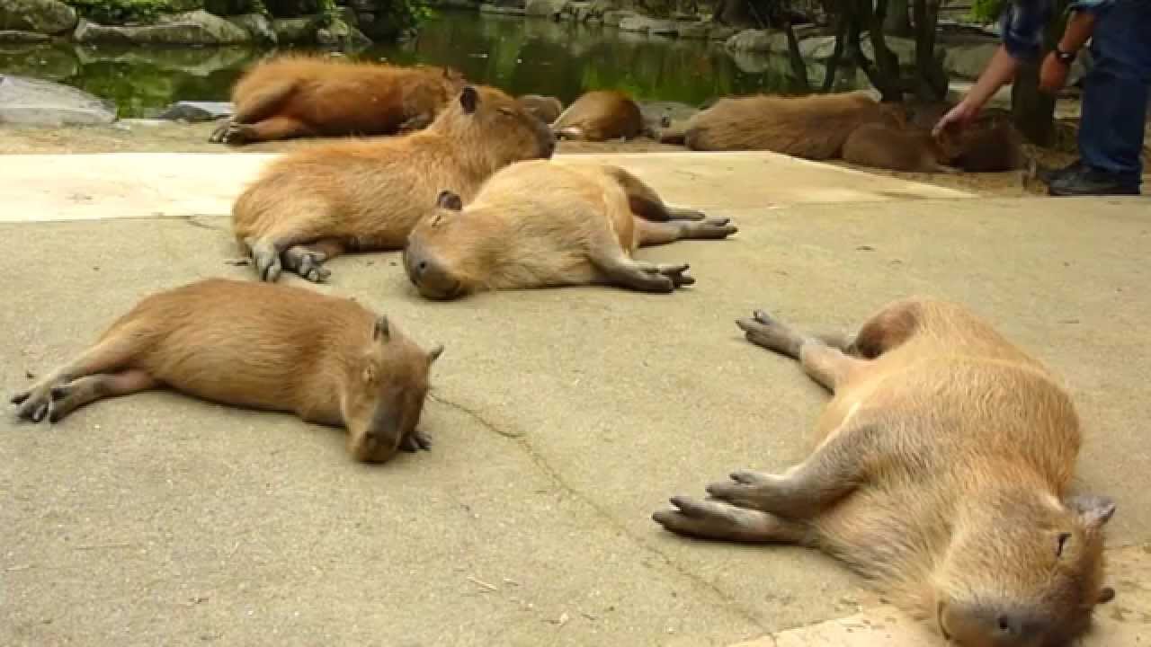 Capybaras Zombies - YouTube
