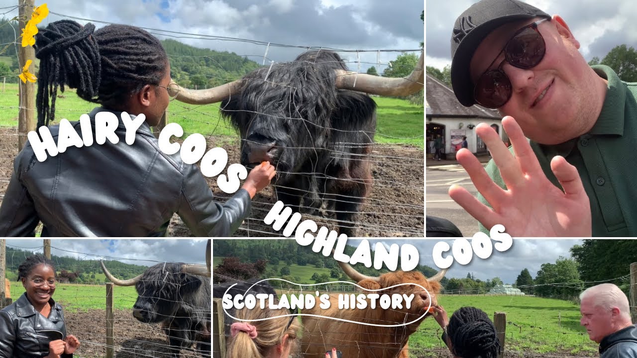 Feeding the Hairy Coos | Highlands Coos| Scotlands History| Coosday|The ...