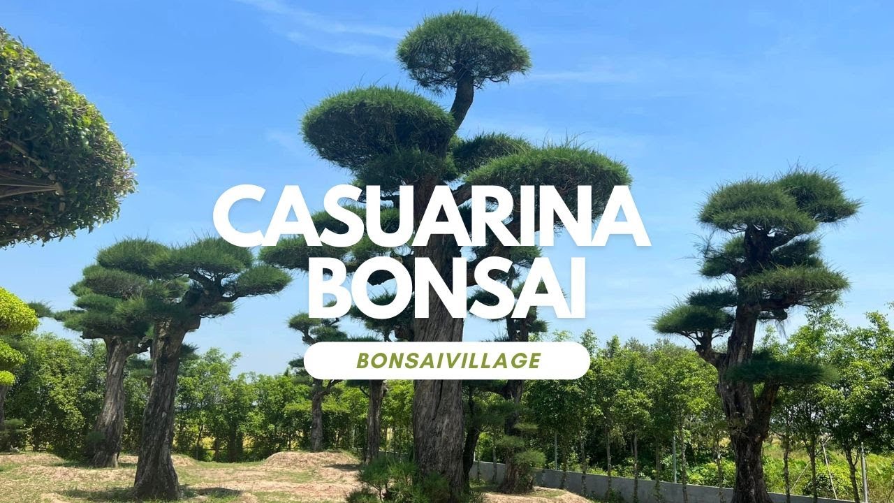 Bonsaivillage - What is the use of a casuarina tree? - YouTube