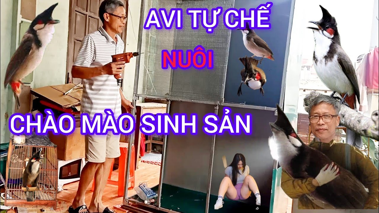 GIÁO SƯ CHIM CẢNH TỰ CHẾ AVI NUÔI CHÀO MÀO SINH SẢN RẺ TIỀN TIỆN LỢI - YouTube