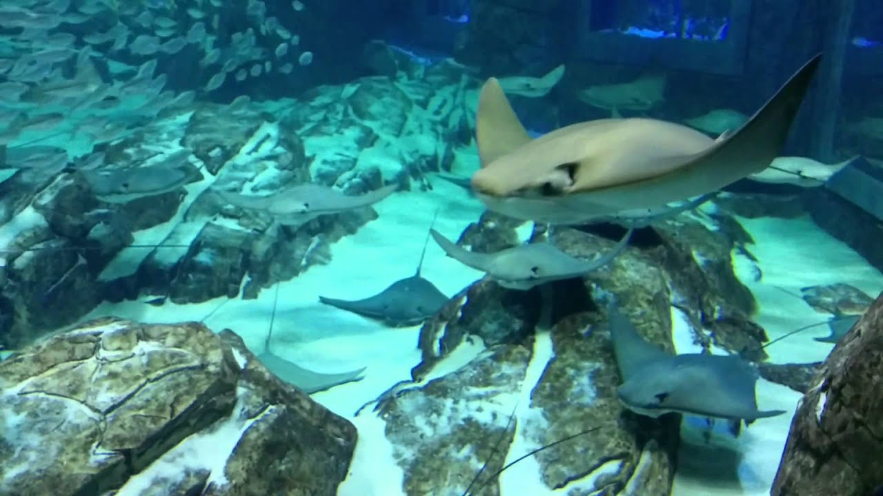 Sting Rays SeaWorld Orlando - YouTube