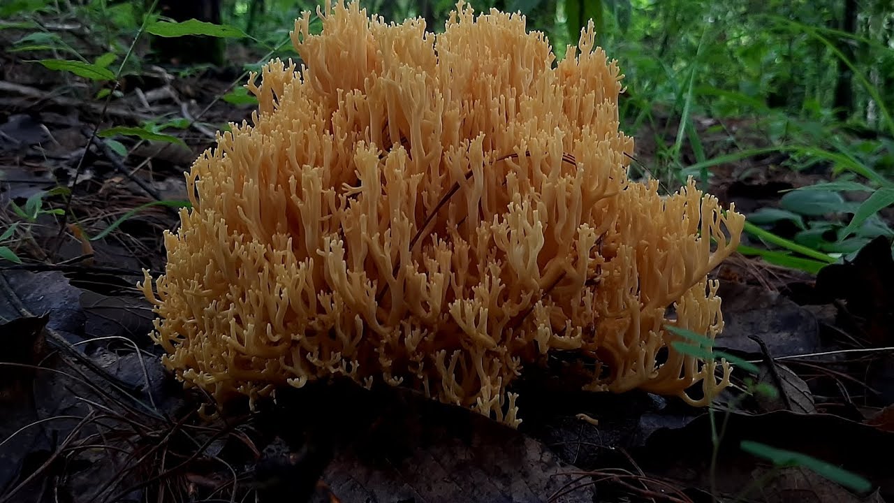 COMO ENCONTRAR ESCOBETAS FÁCIL 💯👌😉🍄😎#nature #video #viral #hongos - YouTube